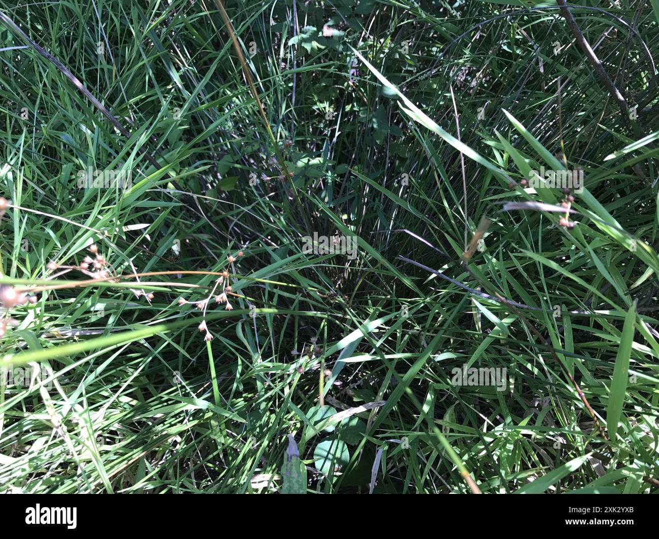 Leathery Rush (Juncus coriaceus) Plantae Stock Photo - Alamy
