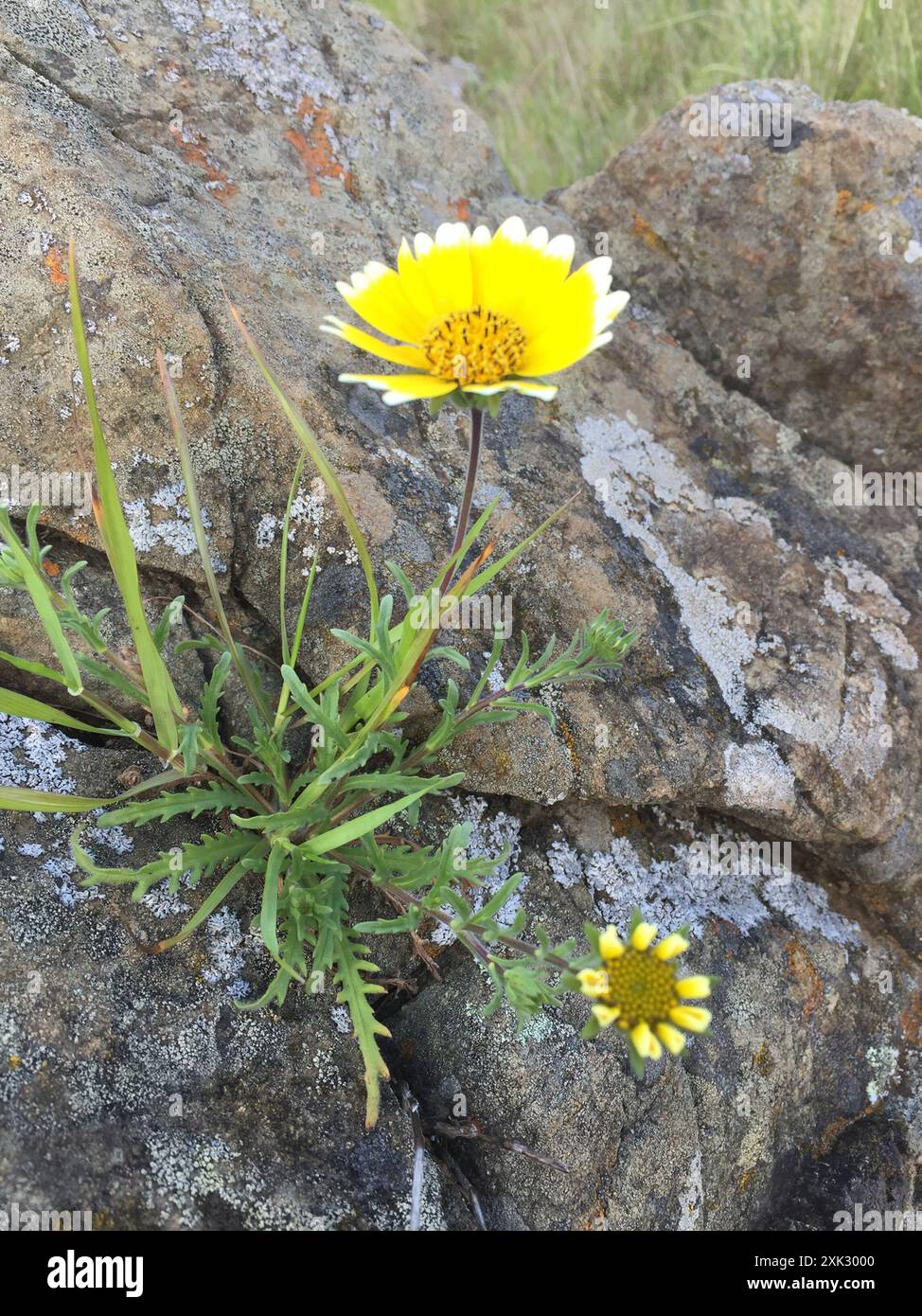 tidy tips (Layia platyglossa) Plantae Stock Photo - Alamy