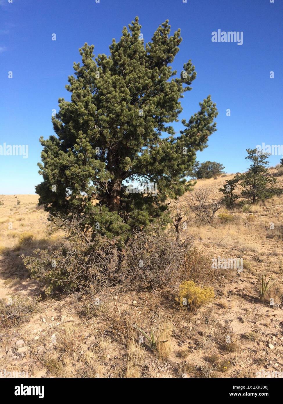 Colorado Pinyon (Pinus edulis) Plantae Stock Photo - Alamy