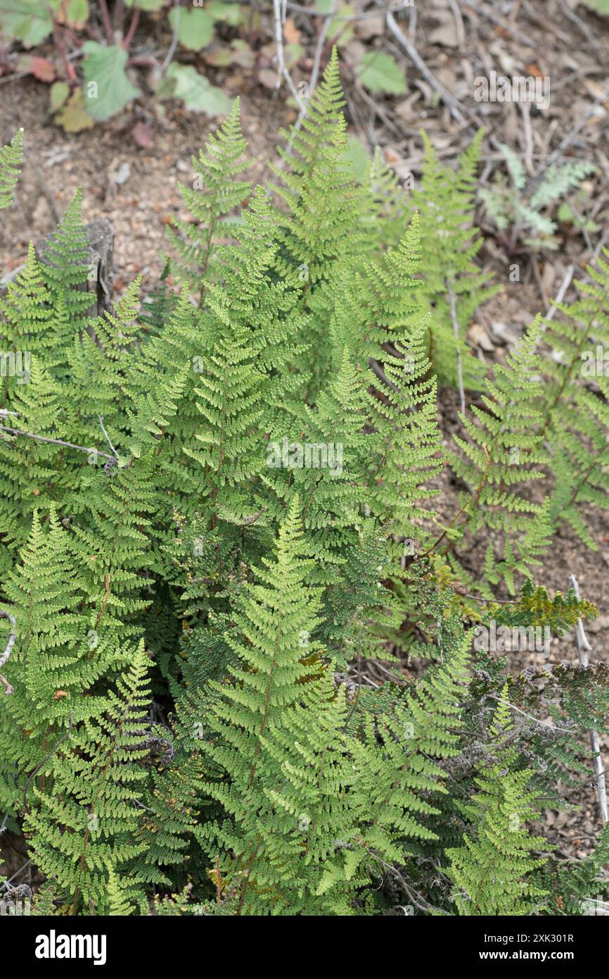 lip ferns (Myriopteris) Plantae Stock Photo - Alamy