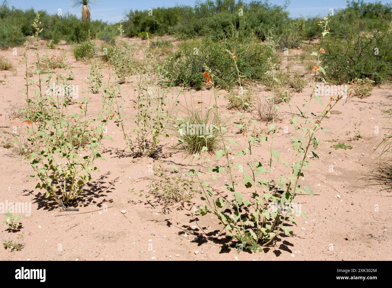 gray globemallow (Sphaeralcea incana) Plantae Stock Photo - Alamy