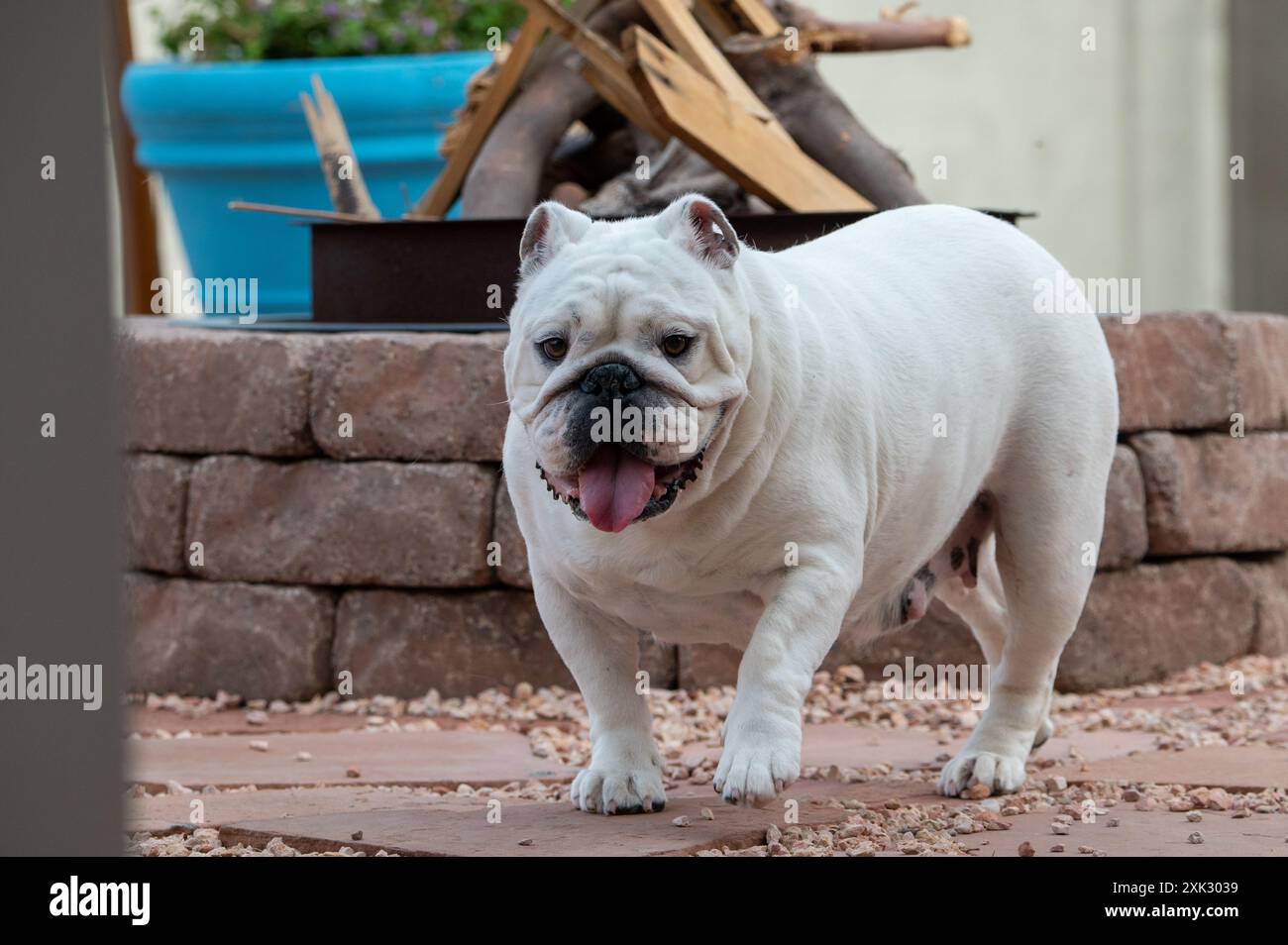 White English bulldog walking outside by a fire pit ready to be lit ...
