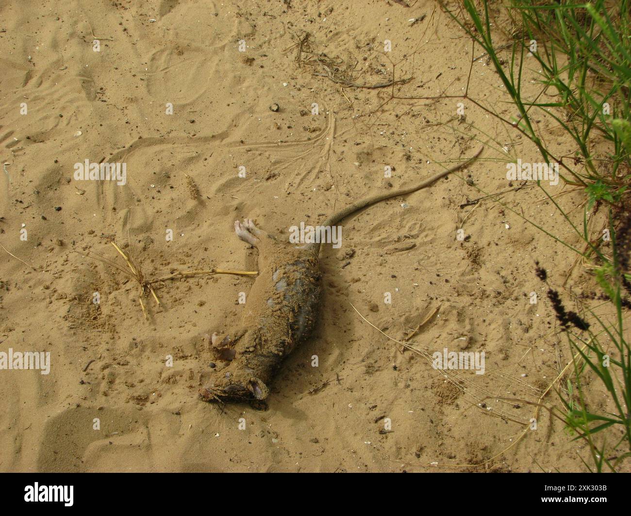 Northern Giant Pouched Rat (Cricetomys gambianus) Mammalia Stock Photo ...