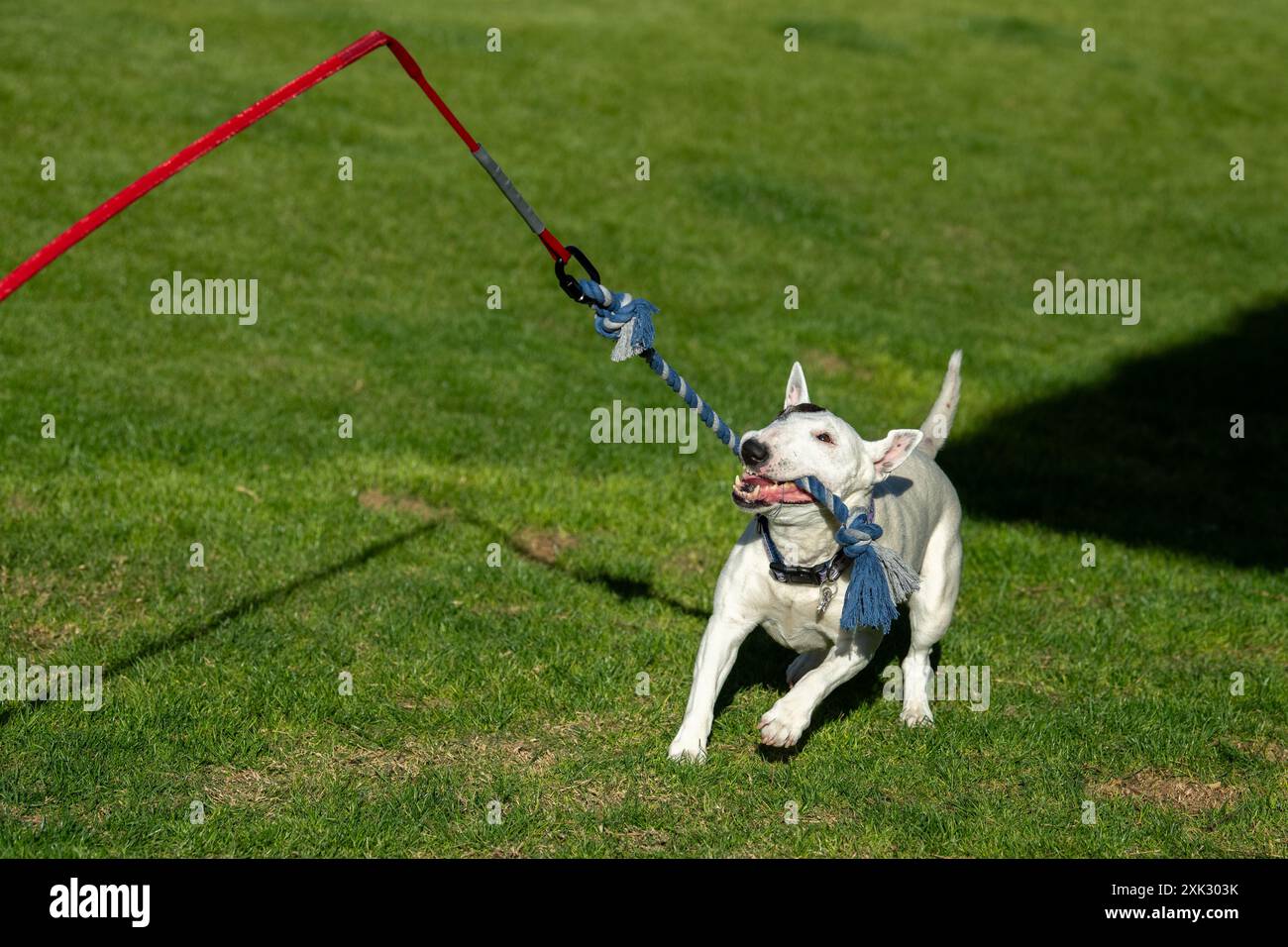 Miniature white bull terrier playing with a tug toy on the grass Stock ...