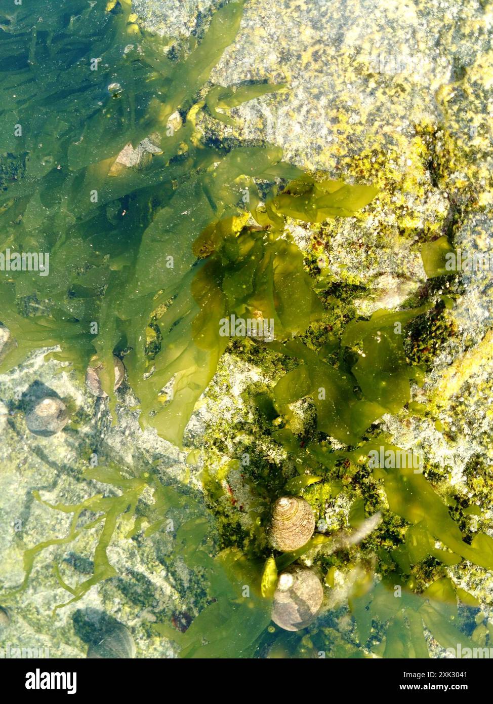 Ulvophycean green algae (Ulvophyceae) Plantae Stock Photo - Alamy