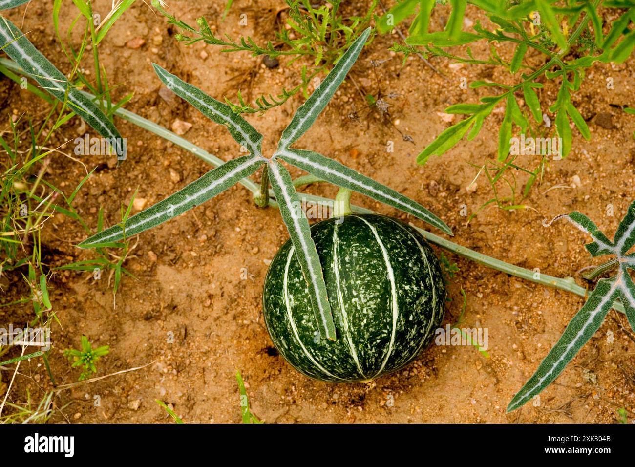finger-leaved gourd (Cucurbita digitata) Plantae Stock Photo - Alamy