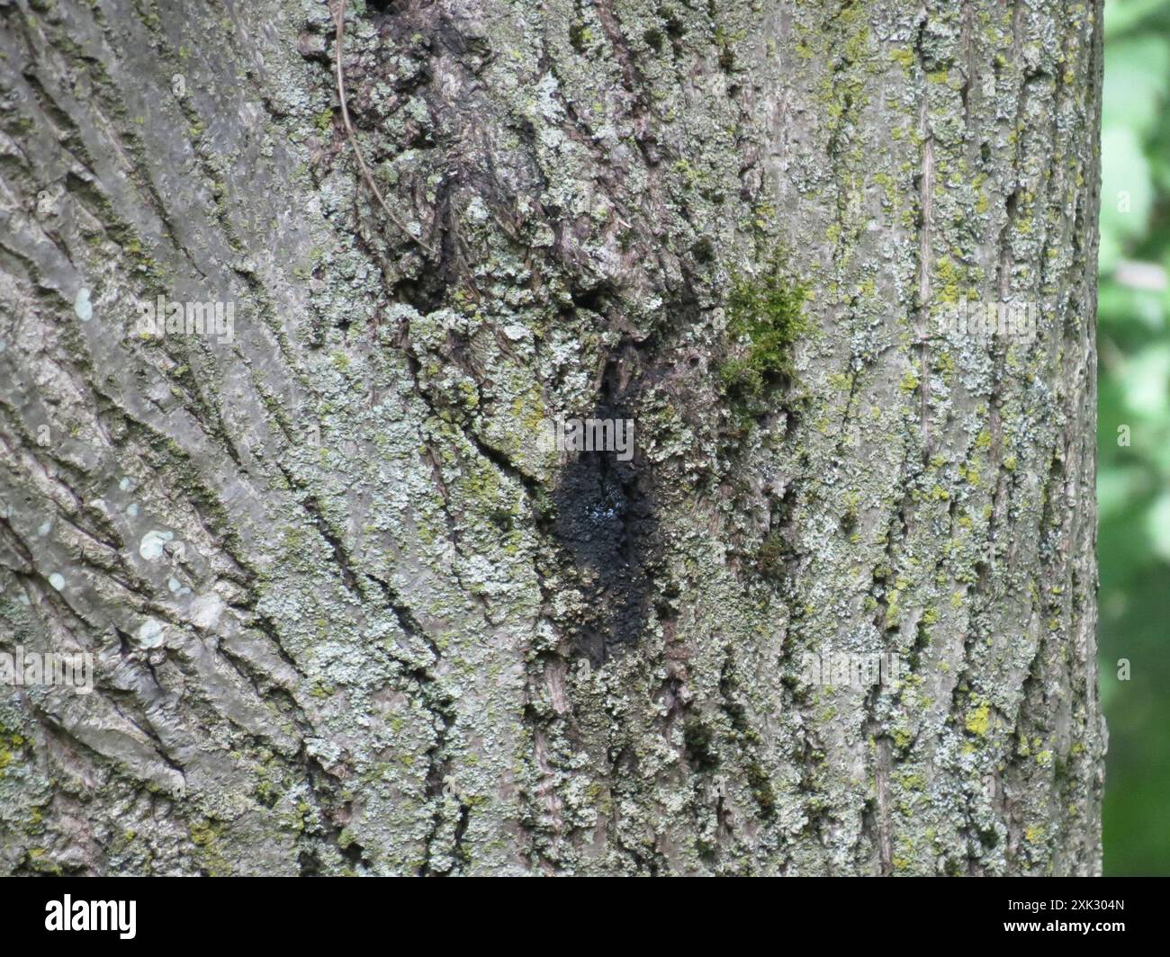 butternut canker (Ophiognomonia clavigignenti-juglandacearum) Fungi ...