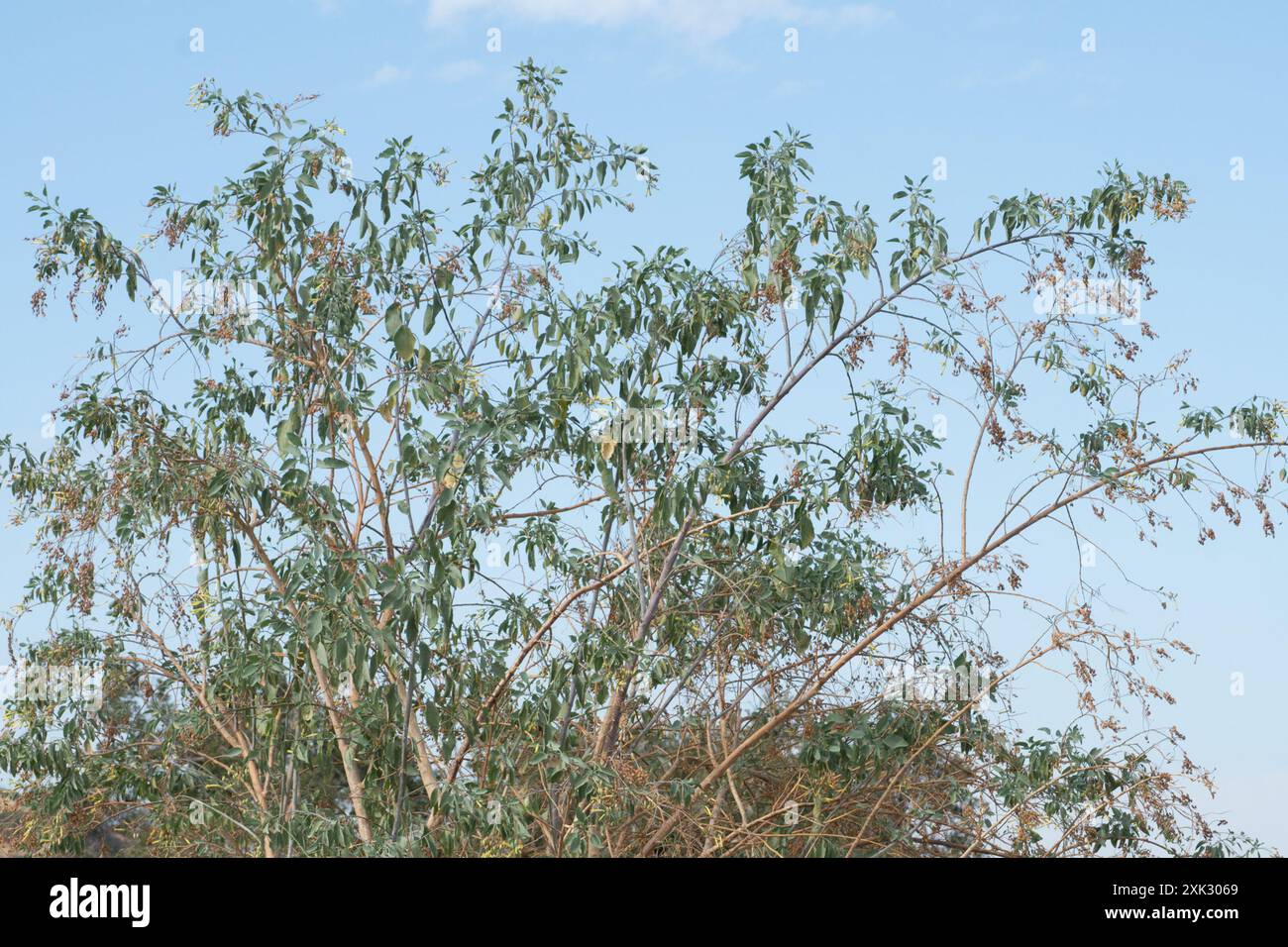 tree tobacco (Nicotiana glauca) Plantae Stock Photo - Alamy