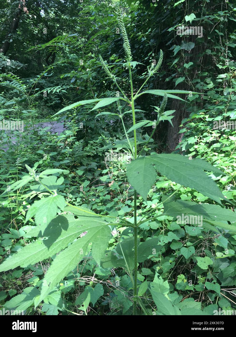 giant ragweed (Ambrosia trifida) Plantae Stock Photo - Alamy
