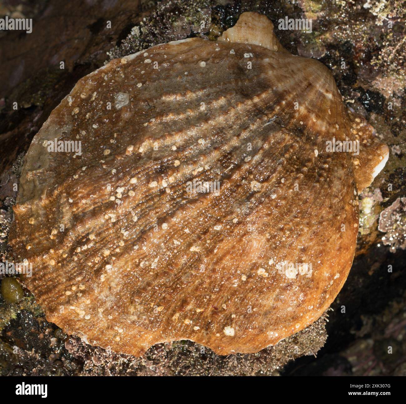 Giant Rock Scallop (Crassadoma gigantea) Mollusca Stock Photo - Alamy