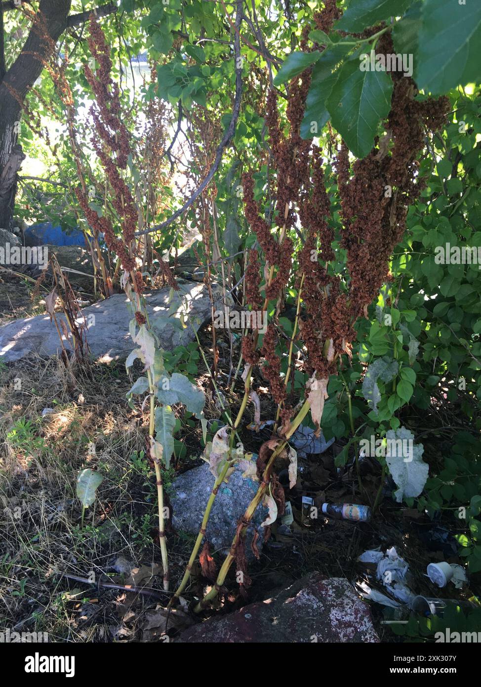 Patience Dock (Rumex patientia) Plantae Stock Photo - Alamy