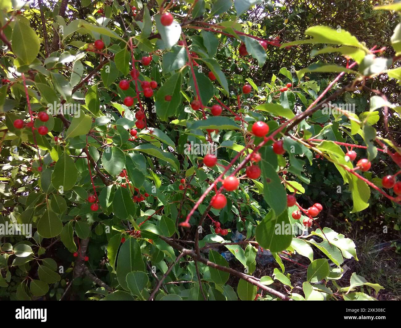 flowering plants (Angiospermae) Plantae Stock Photo - Alamy
