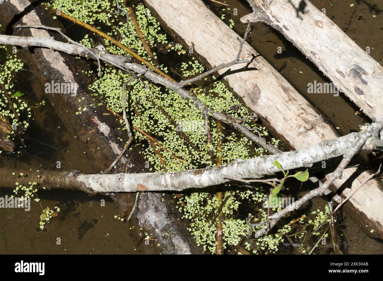 duckweeds (Lemnoideae) Plantae Stock Photo - Alamy