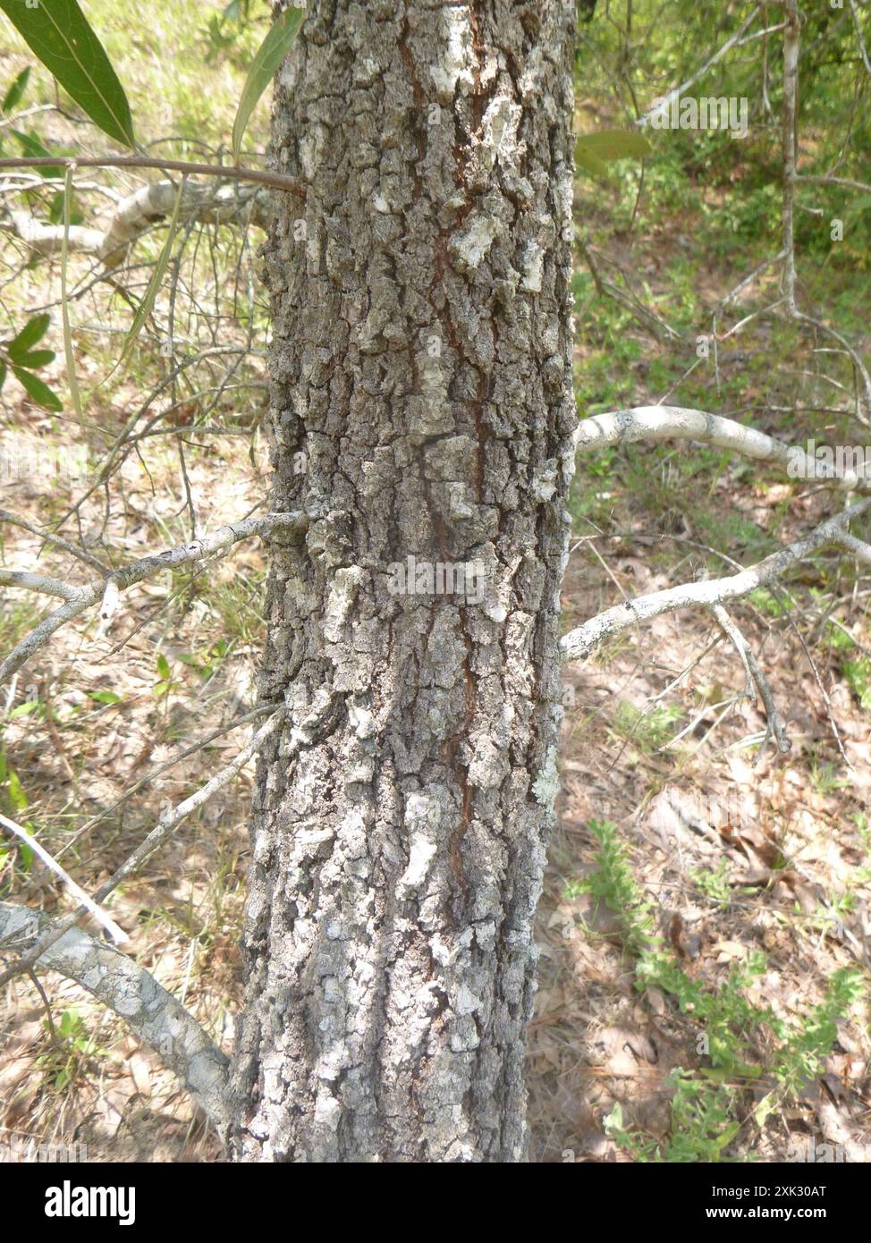 bluejack oak (Quercus incana) Plantae Stock Photo - Alamy