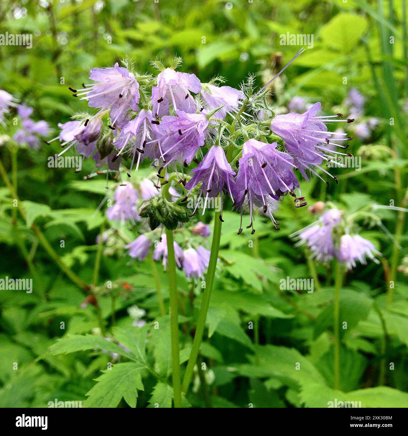 Virginia waterleaf (Hydrophyllum virginianum) Plantae Stock Photo - Alamy