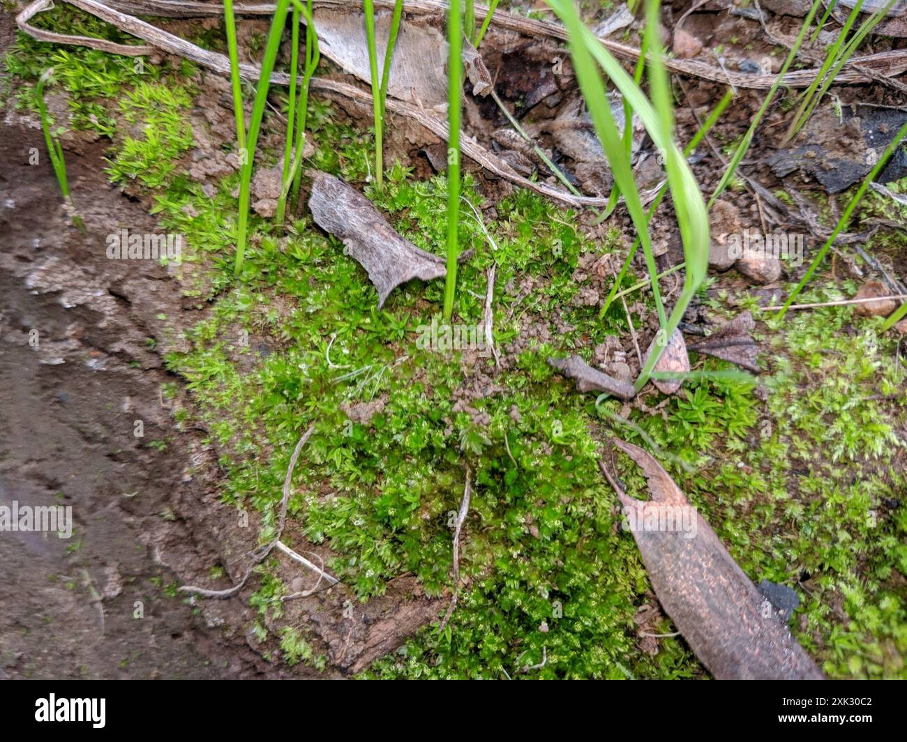 Long-leaved Thread Moss (Ptychostomum pseudotriquetrum) Plantae Stock ...