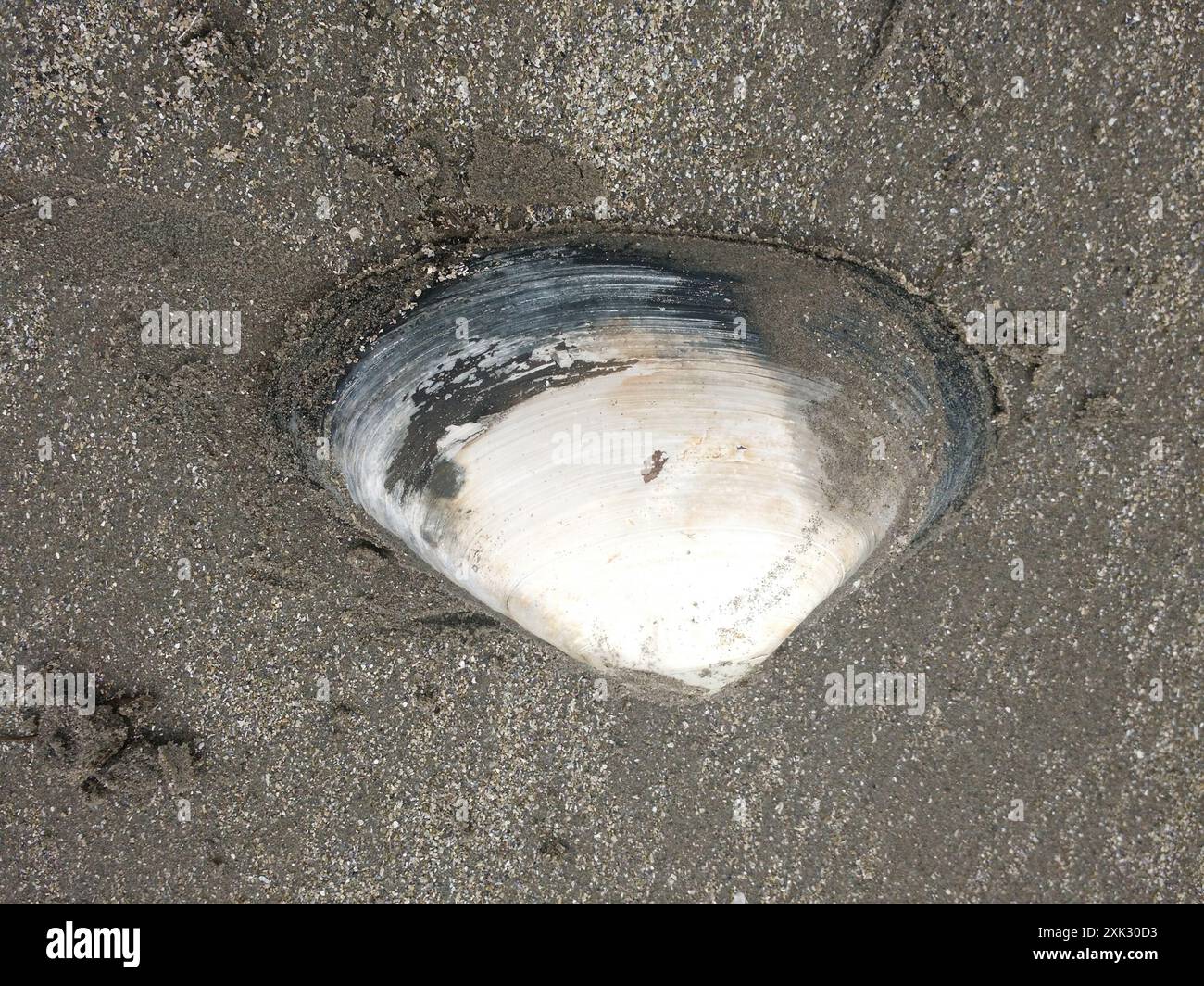 West Atlantic Surfclam (Spisula solidissima) Mollusca Stock Photo - Alamy