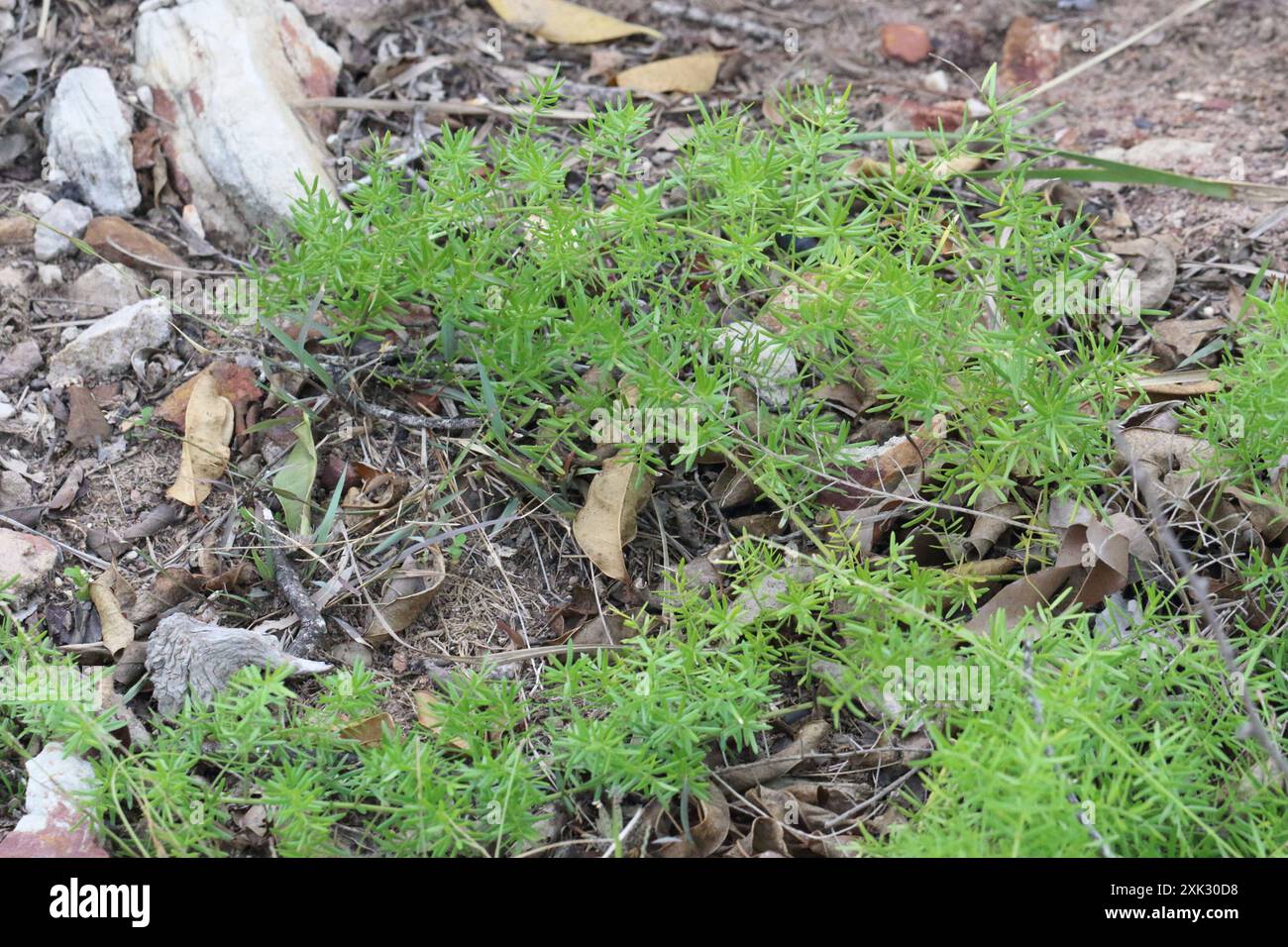 African Asparagus (Asparagus aethiopicus) Plantae Stock Photo - Alamy