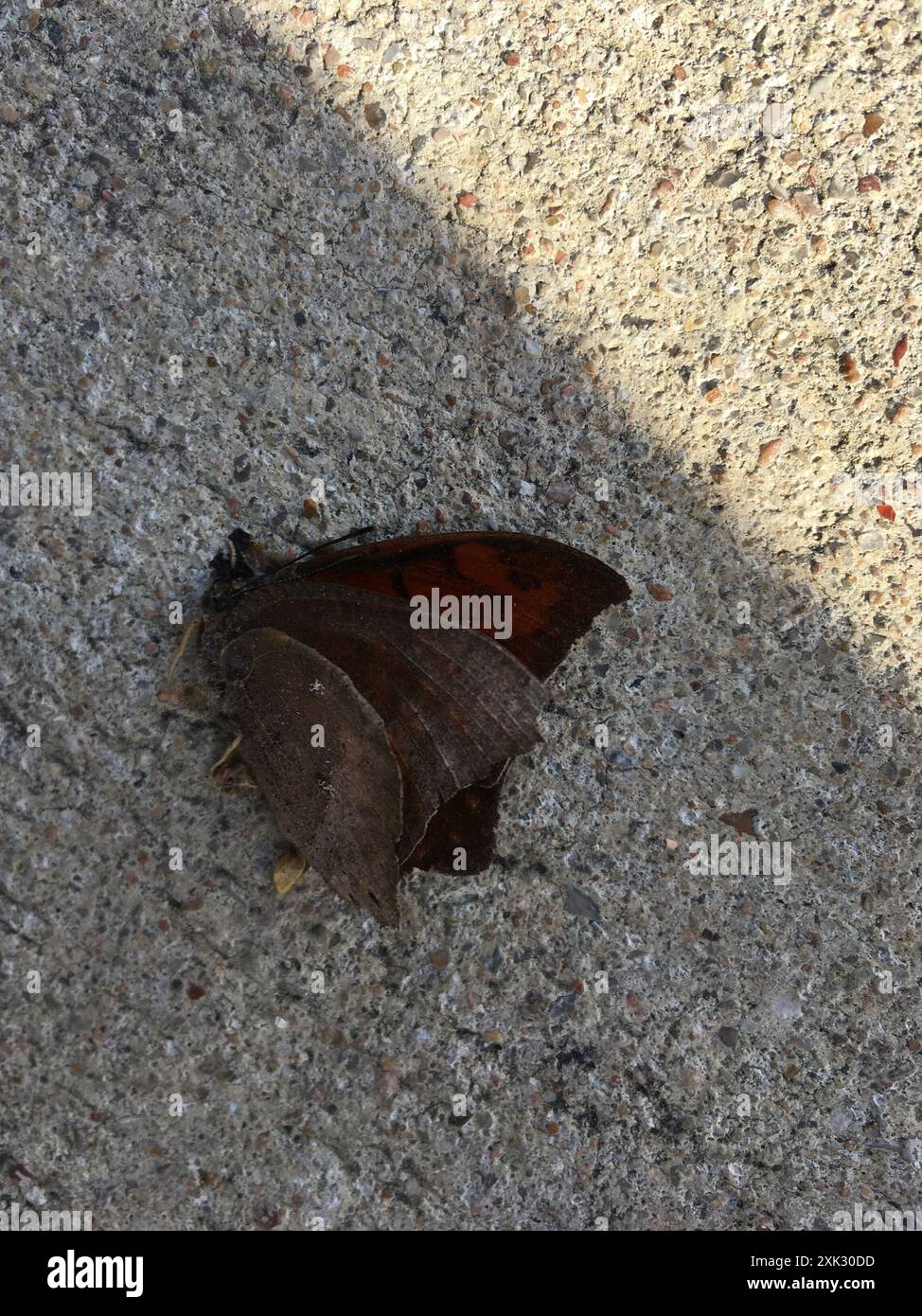 Goatweed Leafwing (Anaea andria) Insecta Stock Photo - Alamy