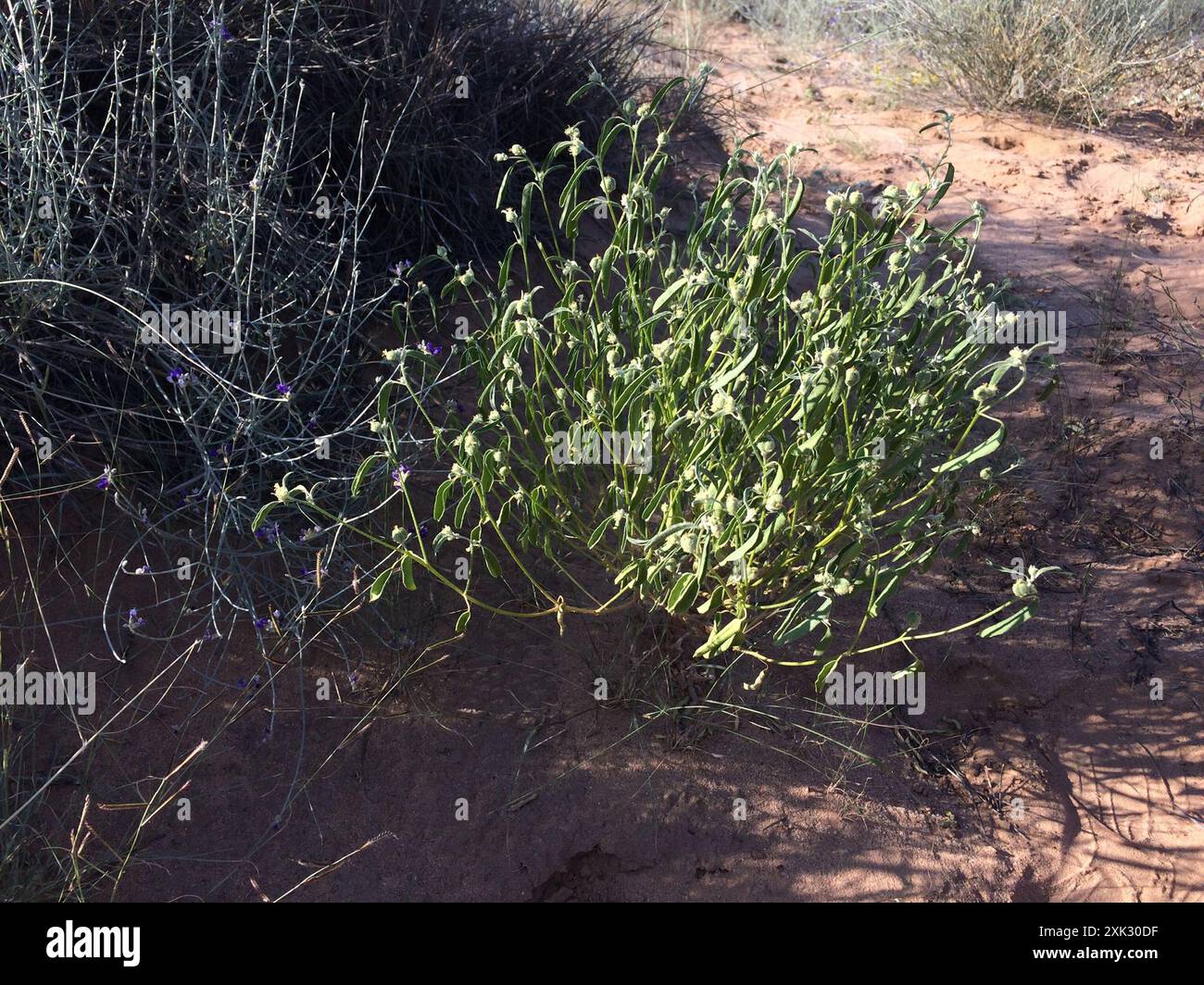 skunkweed (Croton texensis) Plantae Stock Photo - Alamy