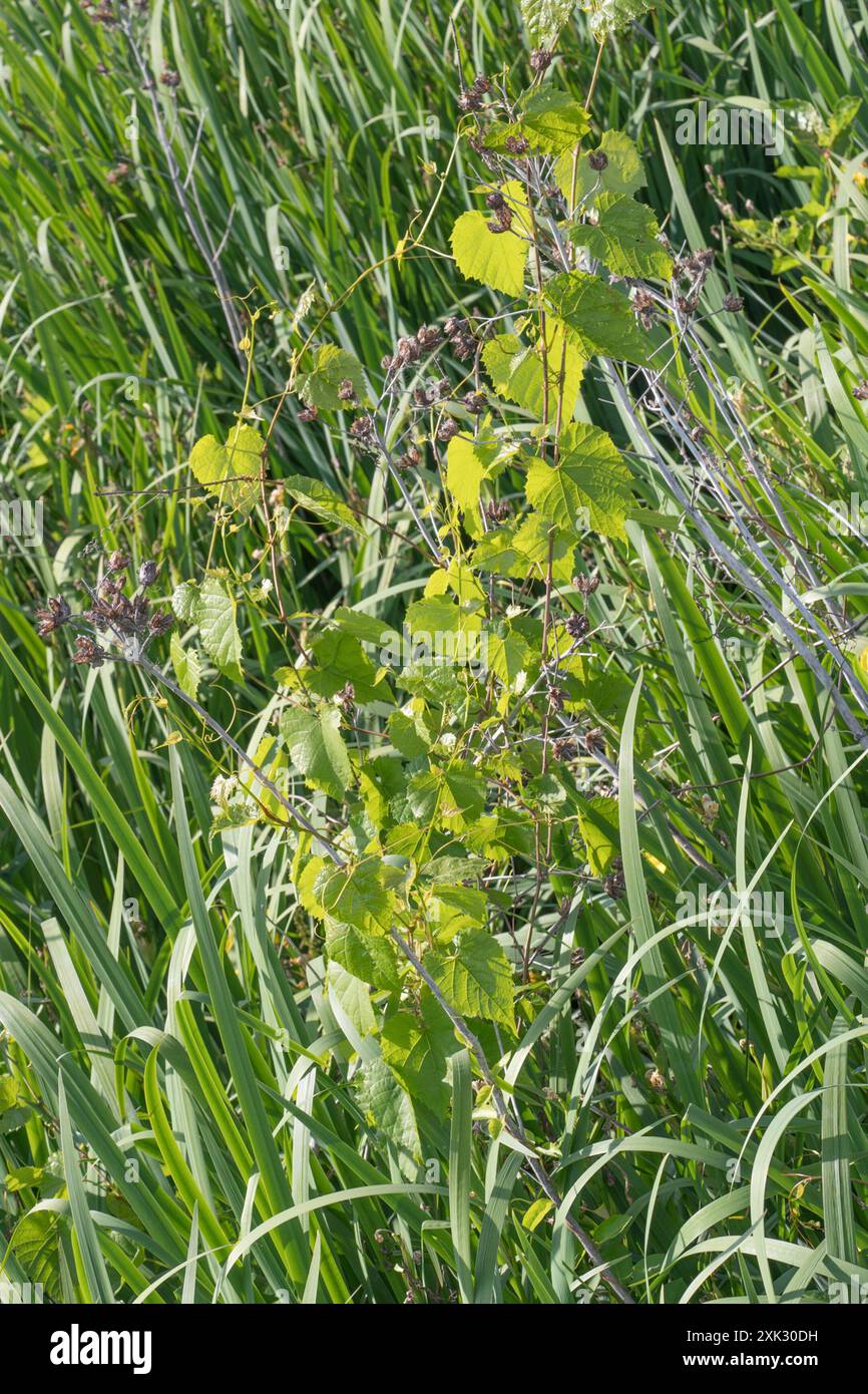 grape family (Vitaceae) Plantae Stock Photo - Alamy