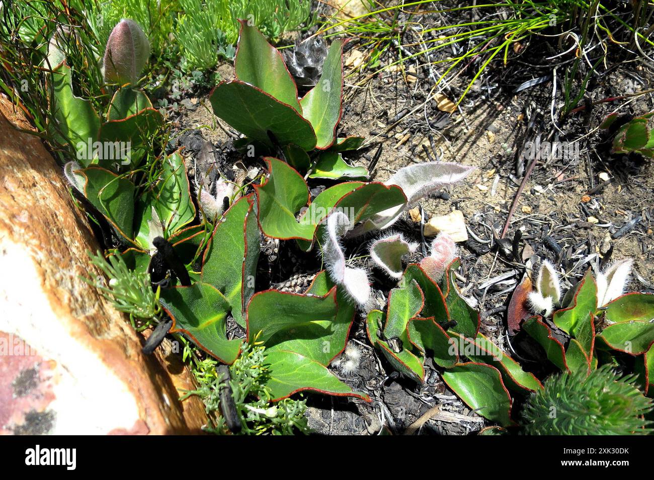 Common Snow Sugarbush (Protea scolopendriifolia) Plantae Stock Photo ...