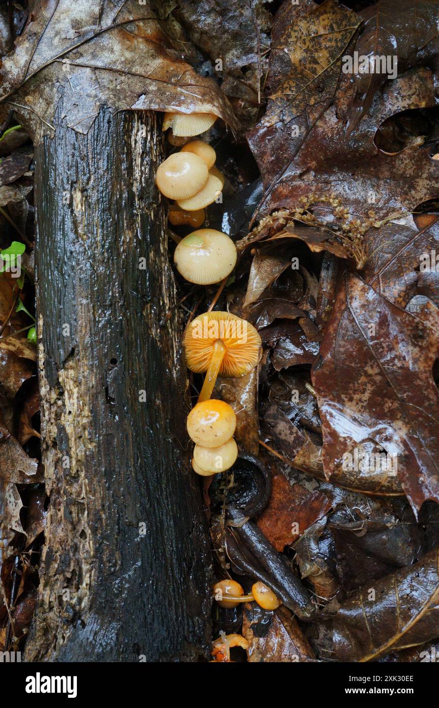 orange mycena (Mycena leaiana) Fungi Stock Photo - Alamy