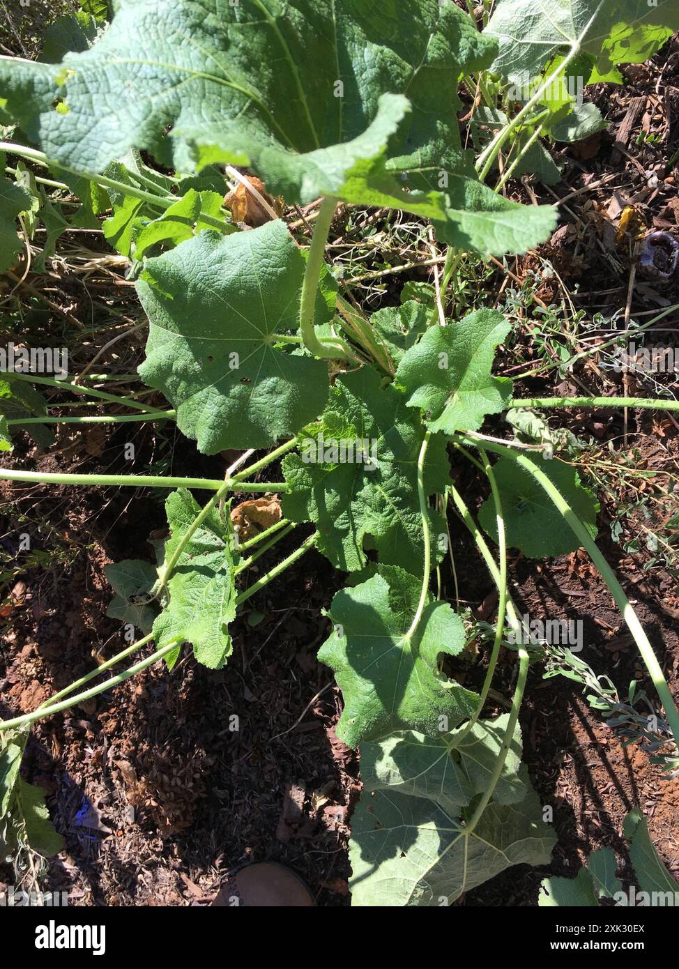 flowering plants (Angiospermae) Plantae Stock Photo - Alamy