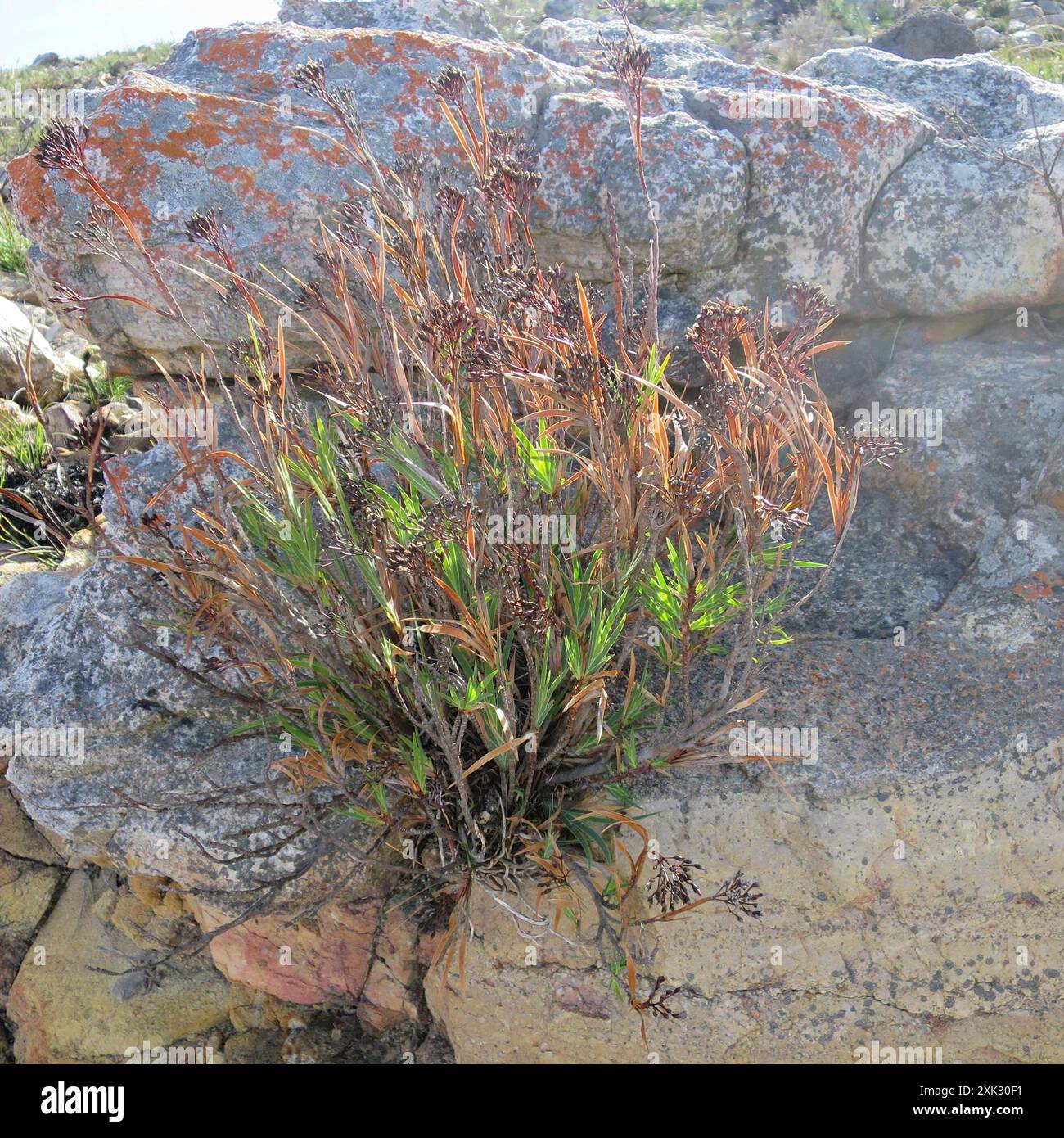 Touwsberg Bushiris (Nivenia stenosiphon) Plantae Stock Photo - Alamy
