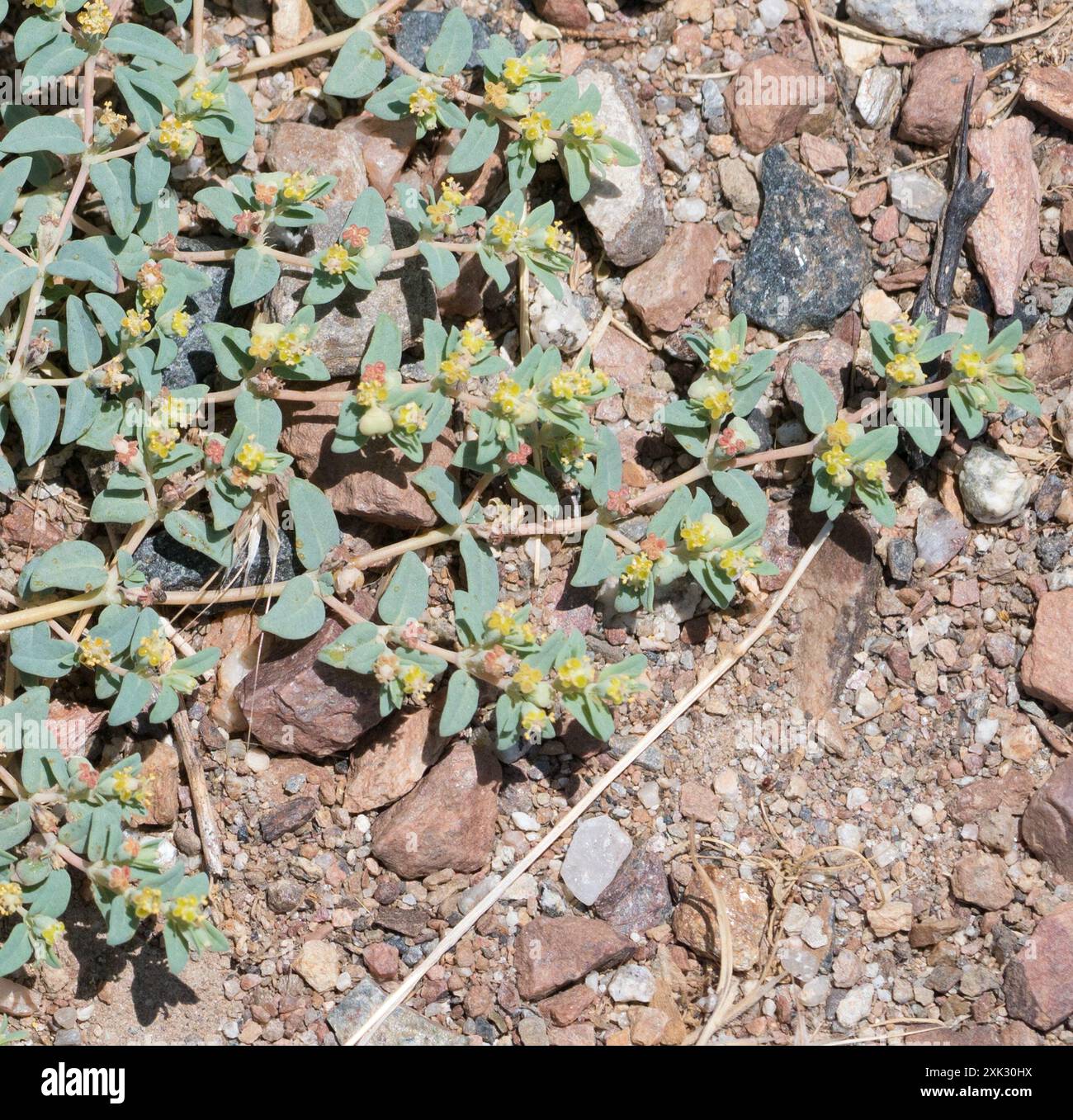 valley spurge (Euphorbia ocellata ocellata) Plantae Stock Photo - Alamy