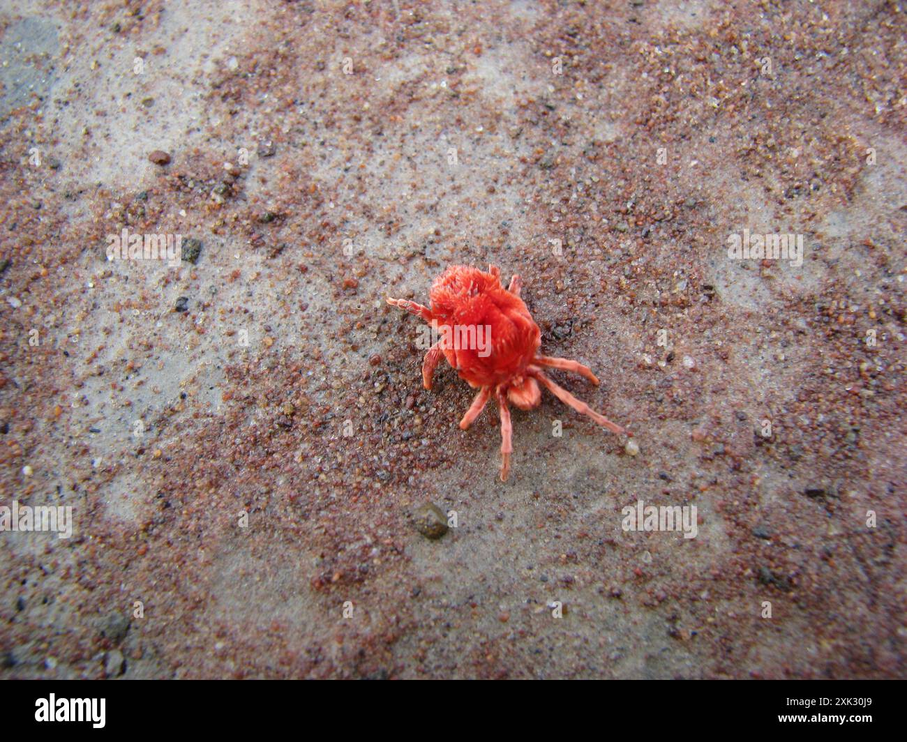 Giant Velvet Mites (Dinothrombium) Arachnida Stock Photo - Alamy