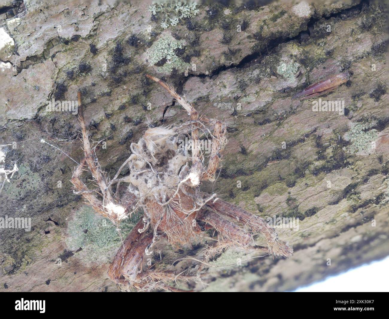 Luzulae hi-res stock photography and images - Alamy