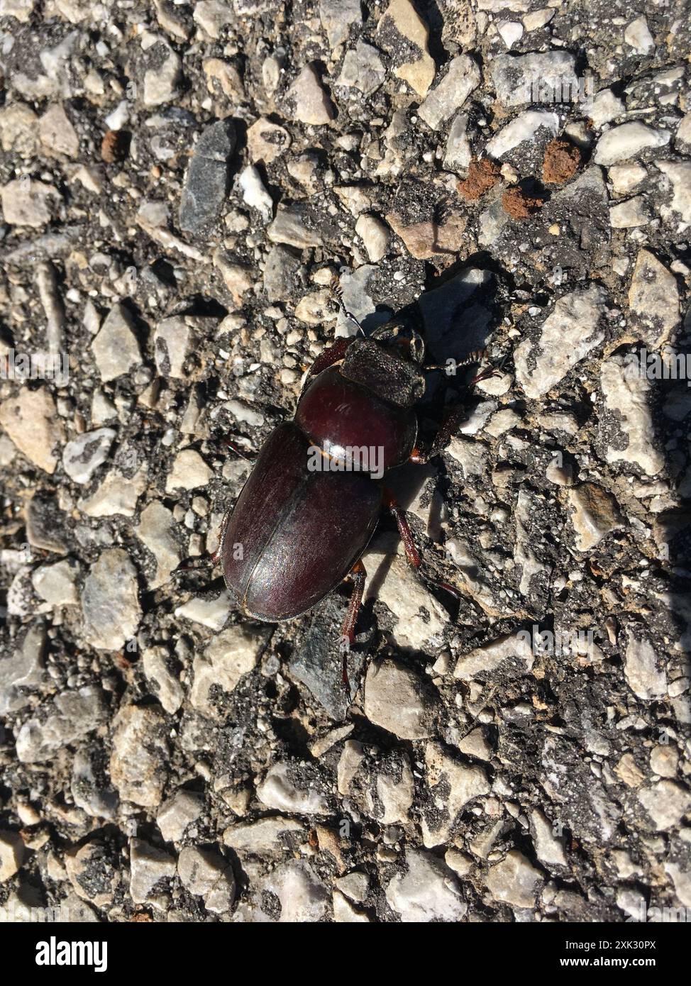 Reddish-brown Stag Beetle (Lucanus capreolus) Insecta Stock Photo - Alamy