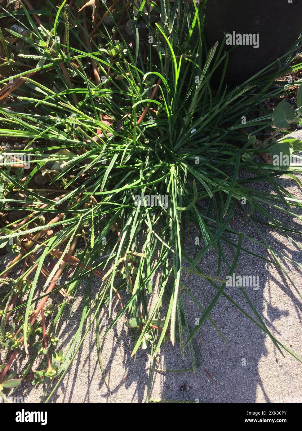 Goose Grass (Eleusine indica) Plantae Stock Photo - Alamy