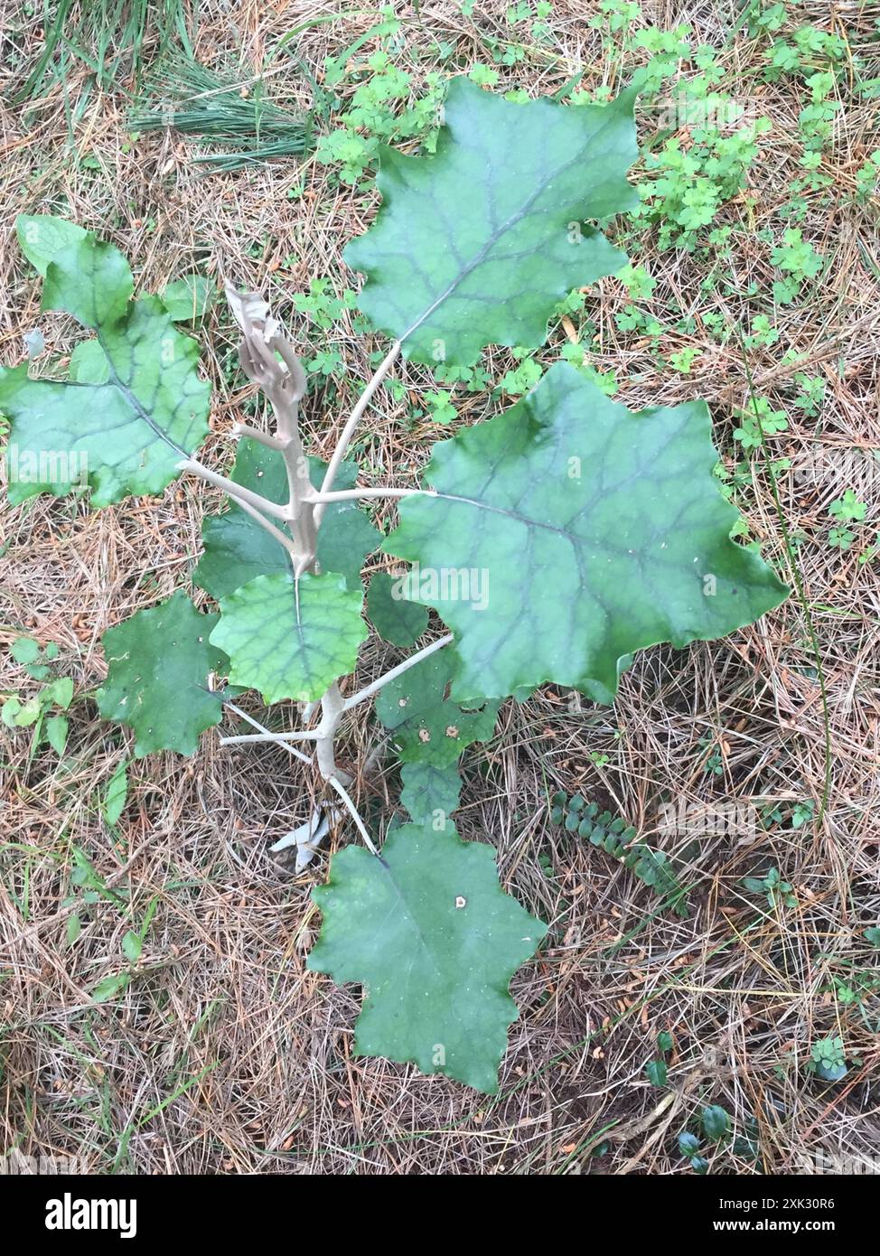 Rangiora (Brachyglottis repanda) Plantae Stock Photo - Alamy