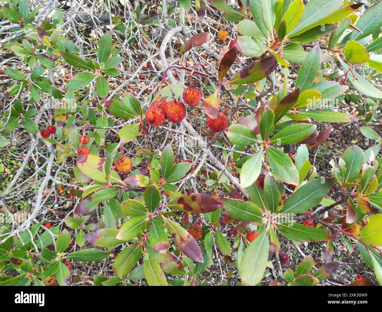 strawberry tree (Arbutus unedo) Plantae Stock Photo - Alamy