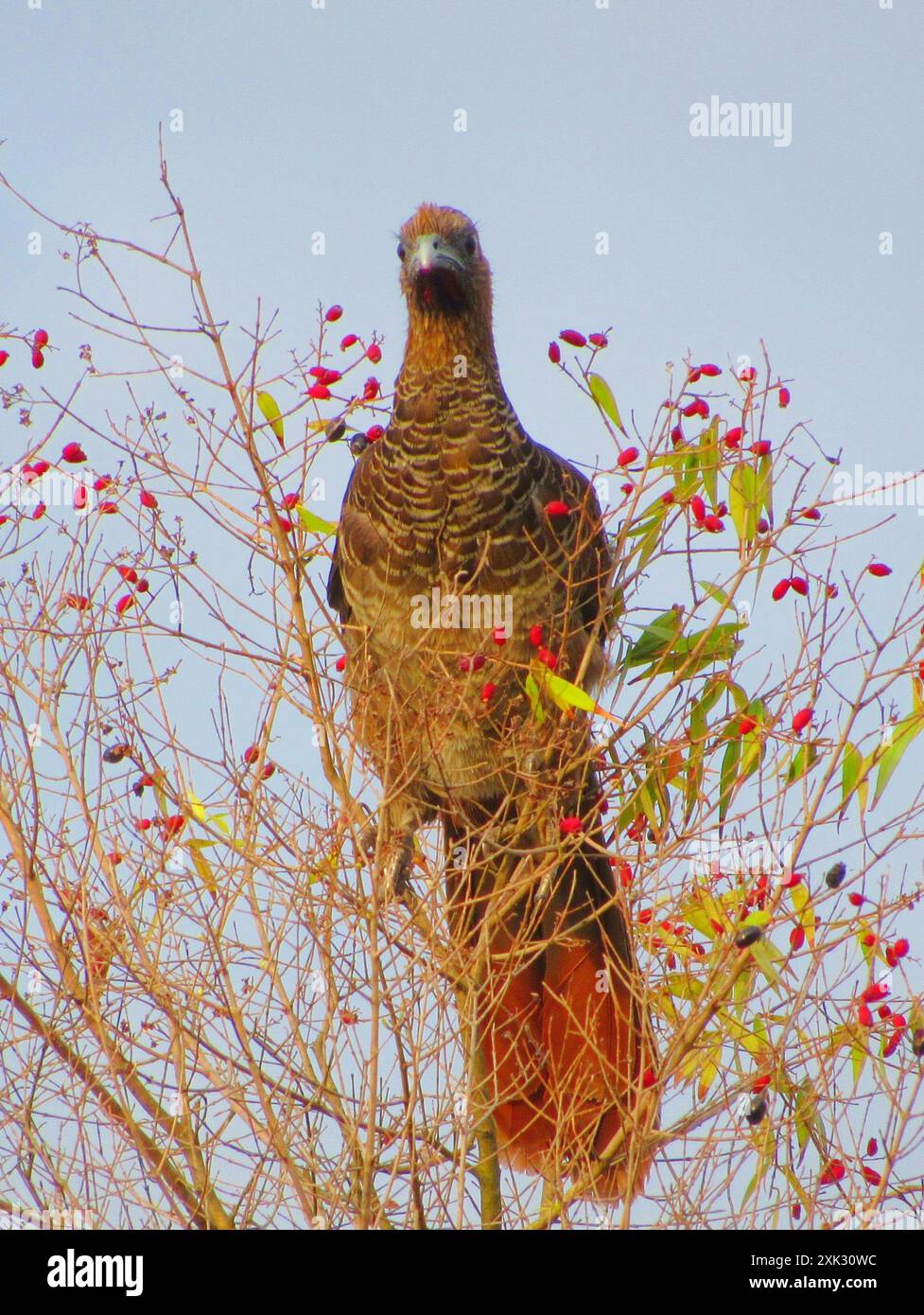 Scaled chachalaca hi-res stock photography and images - Alamy