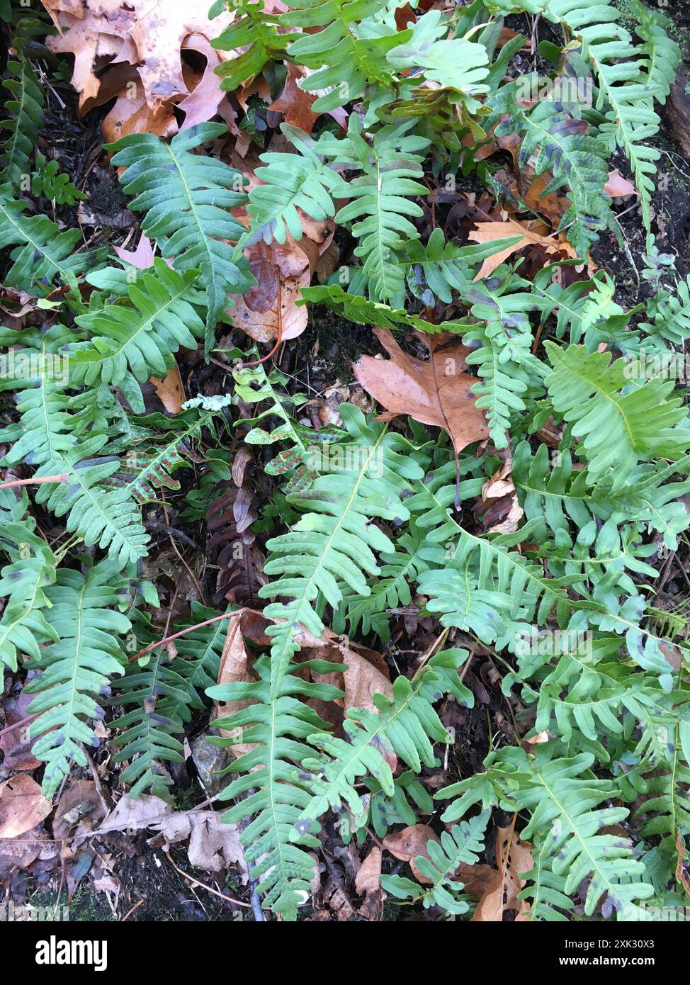 rock polypody (Polypodium virginianum) Plantae Stock Photo - Alamy