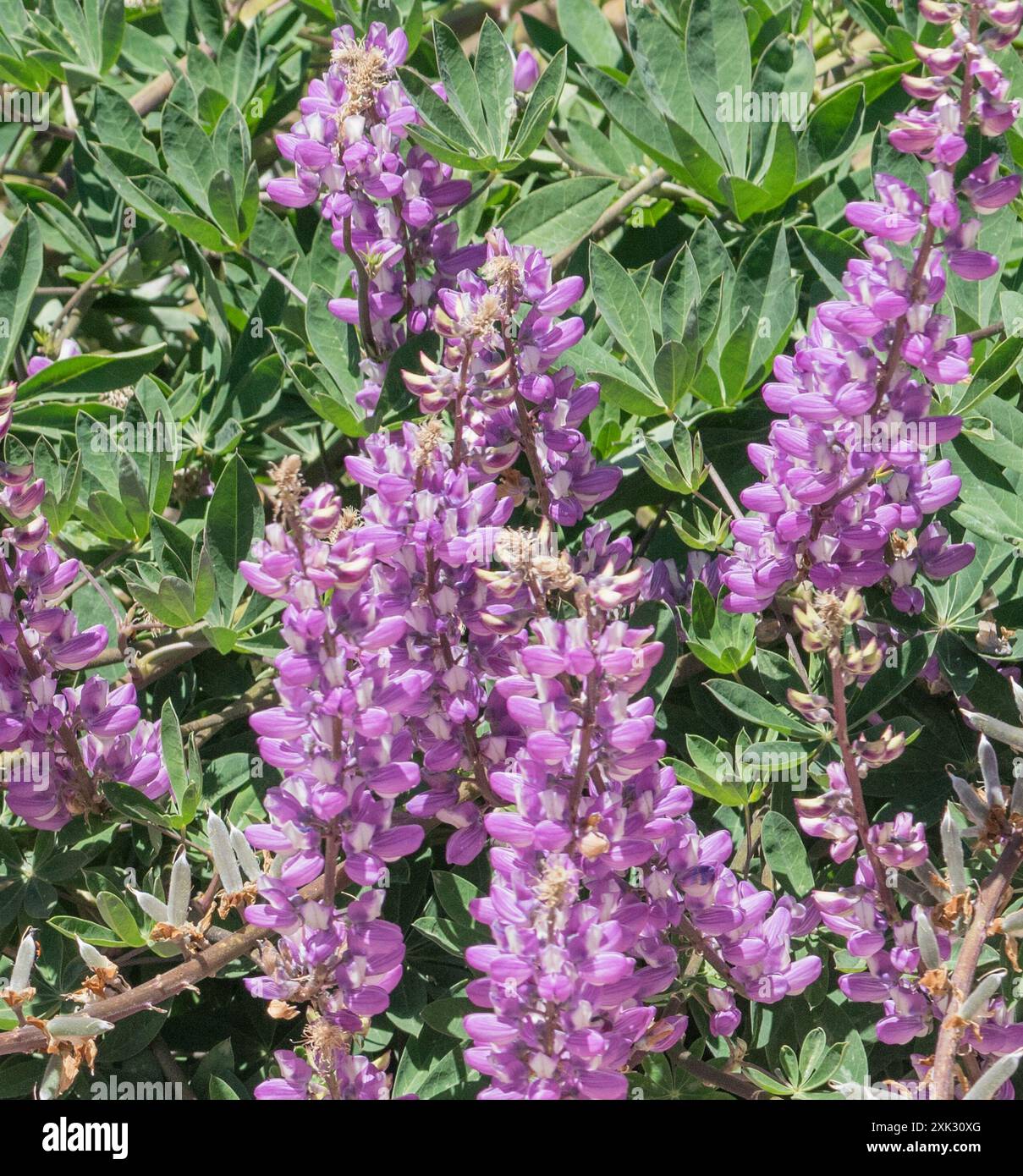 Broadleaf Lupine (Lupinus latifolius) Plantae Stock Photo - Alamy