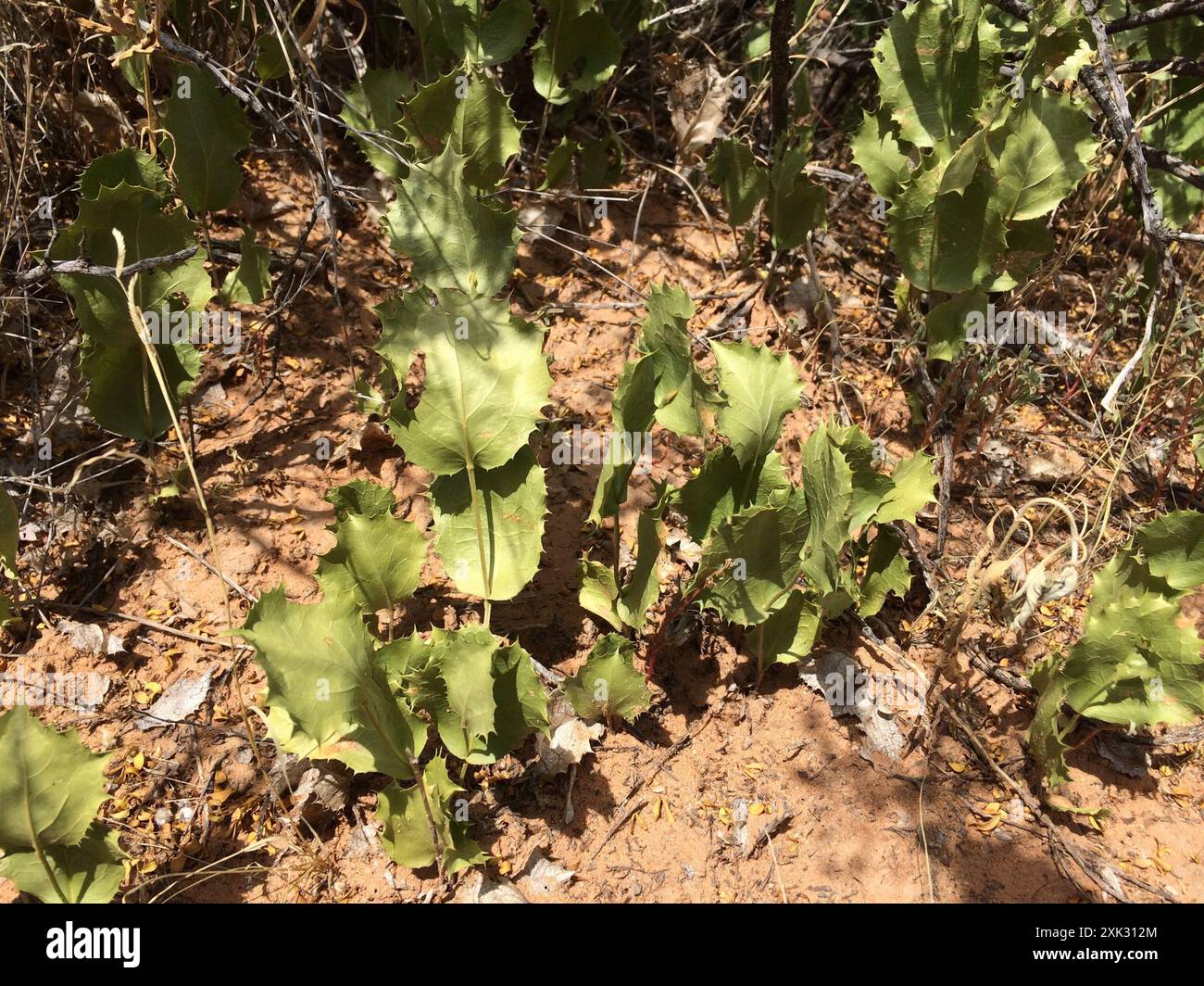 dwarf desert peony (Acourtia nana) Plantae Stock Photo - Alamy