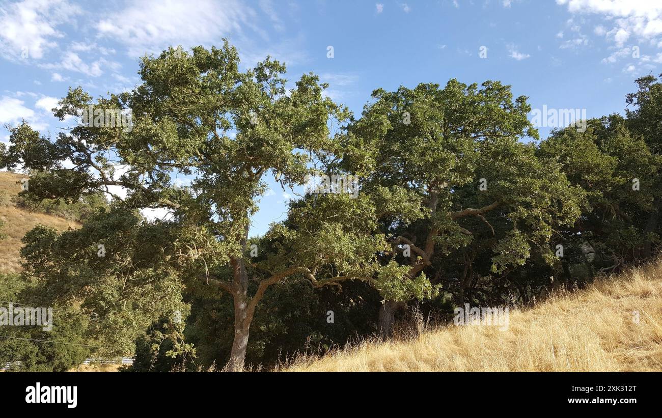 valley oak (Quercus lobata) Plantae Stock Photo - Alamy