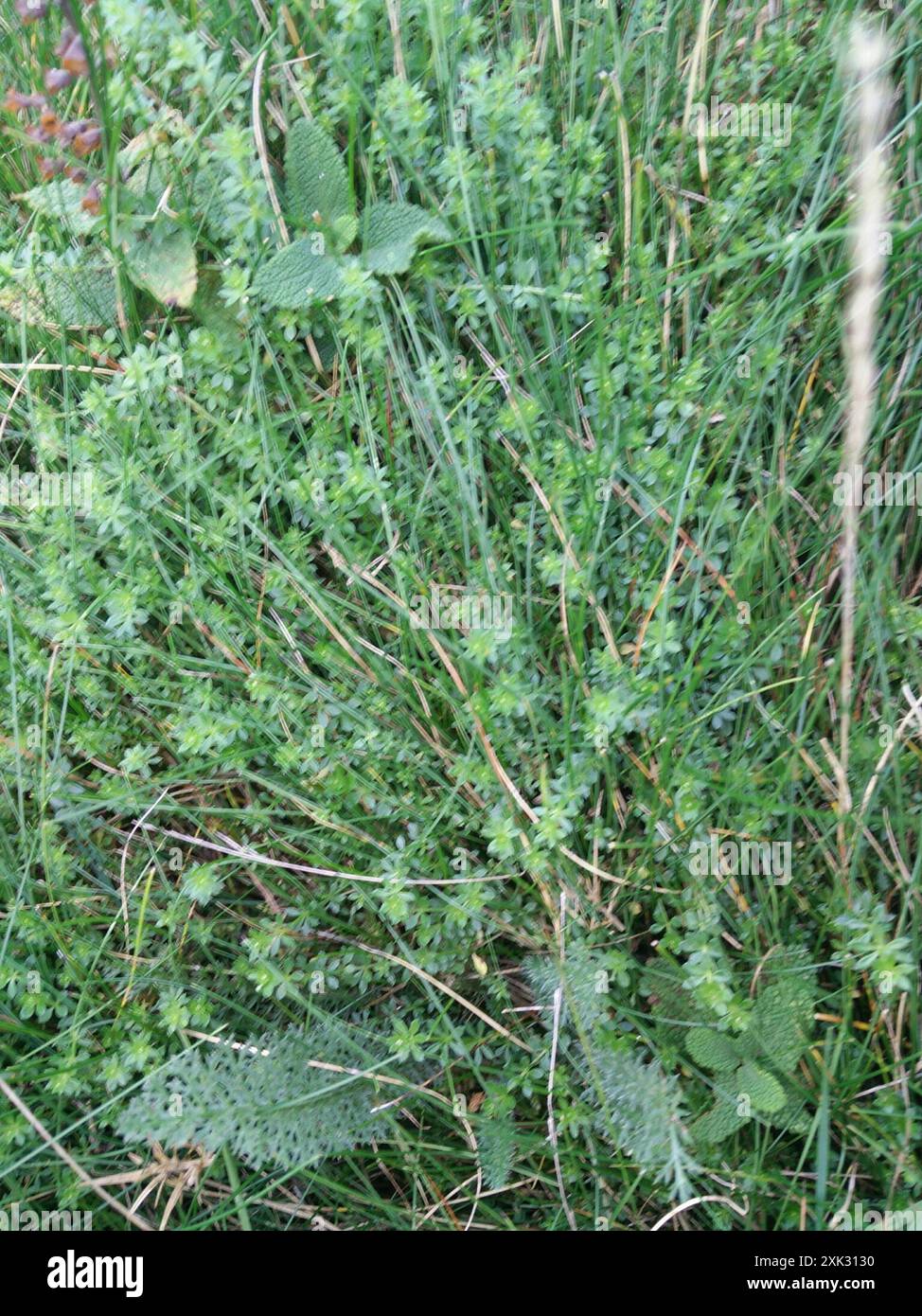 Galium saxatile hi-res stock photography and images - Alamy
