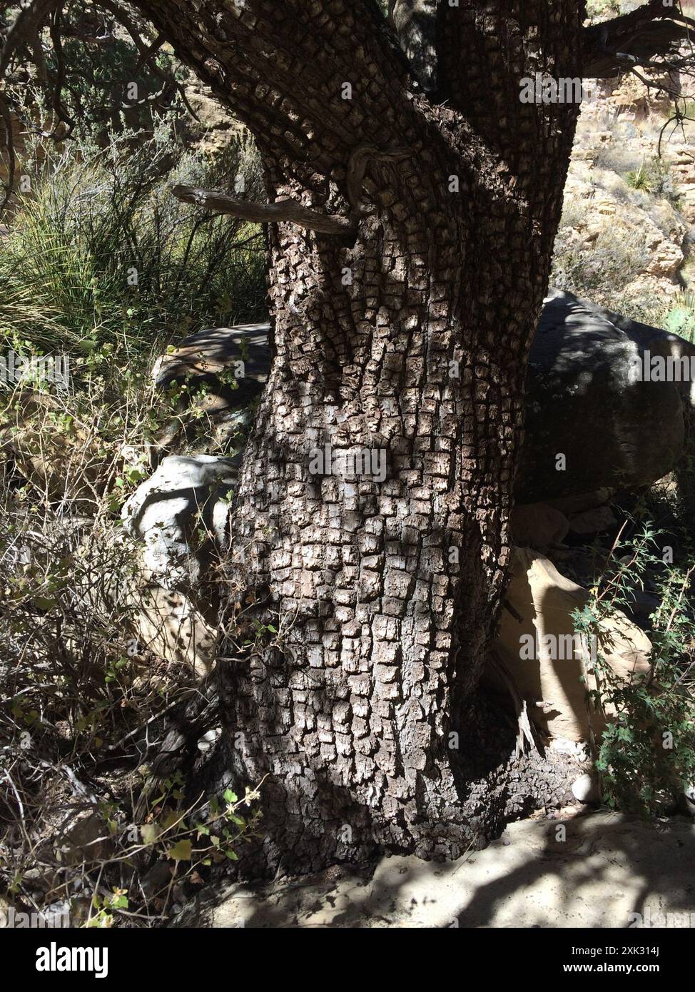 alligator juniper (Juniperus deppeana) Plantae Stock Photo - Alamy