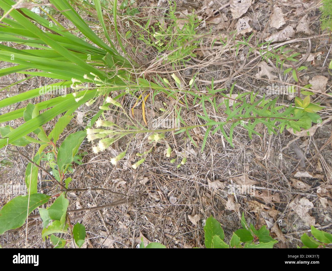 False Boneset (Brickellia eupatorioides) Plantae Stock Photo - Alamy