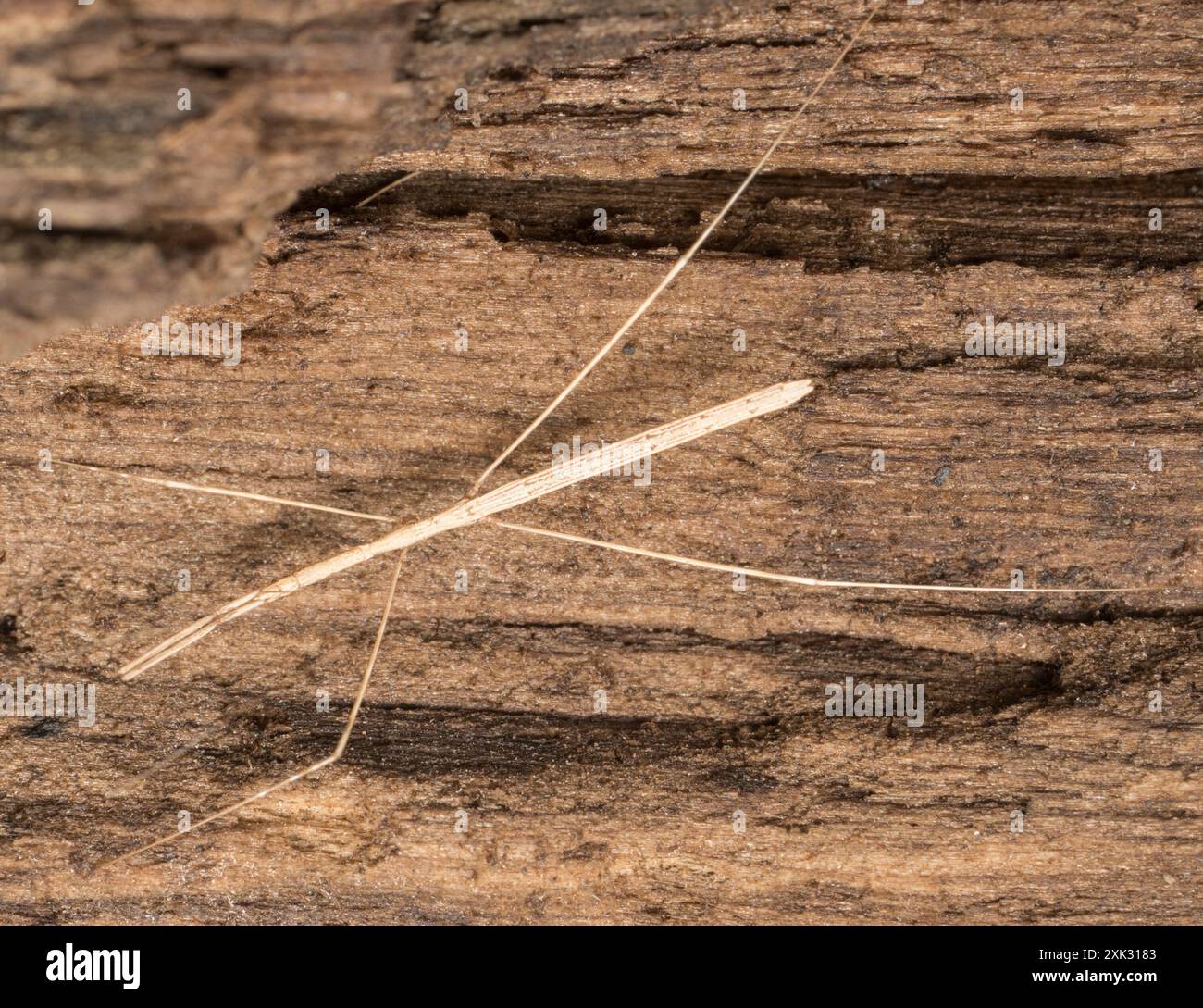 Thread-legged Bugs (Emesinae) Insecta Stock Photo - Alamy
