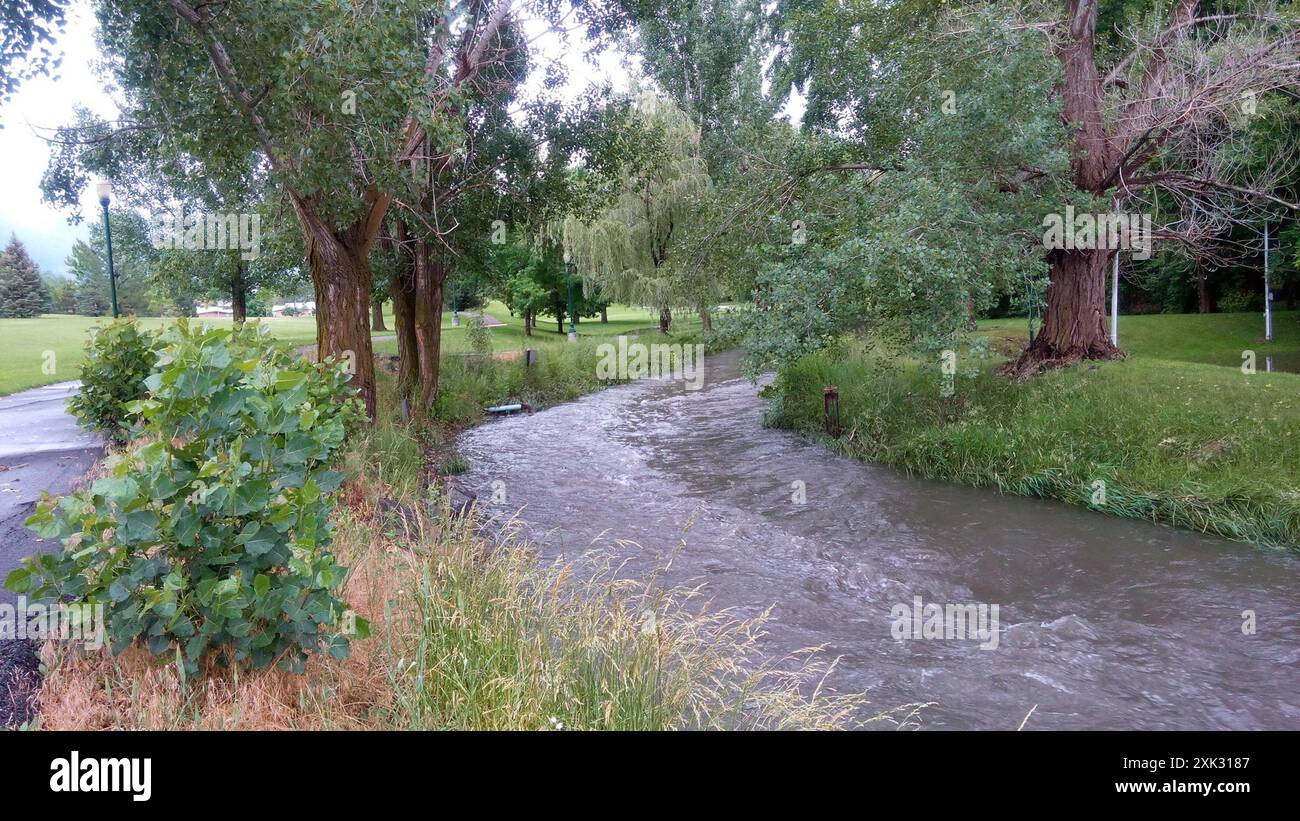 Hybrid Black-poplar (Populus × canadensis) Plantae Stock Photo - Alamy