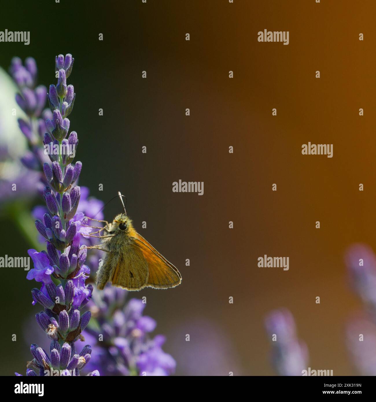 Butterfly Ochlodes sylvanus aka large skipper butterfly feeding on ...