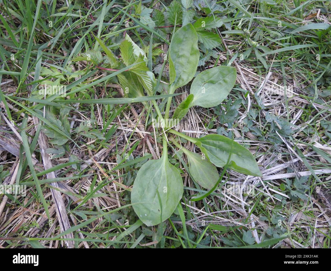 greater plantain (Plantago major) Plantae Stock Photo - Alamy