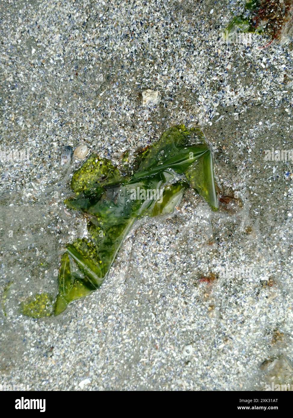 Ulvophycean green algae (Ulvophyceae) Plantae Stock Photo - Alamy