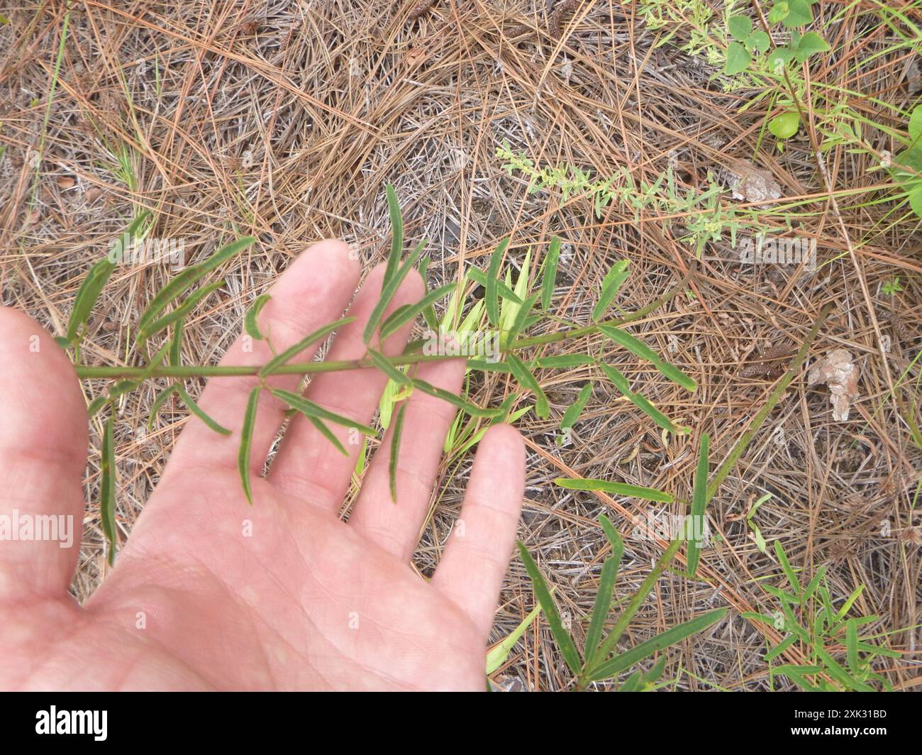 Pine Barren Ticktrefoil (Desmodium strictum) Plantae Stock Photo - Alamy